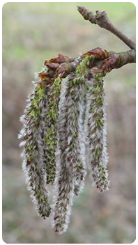 Flor de bach ASPEN - ÁLAMO TEMBLÓN